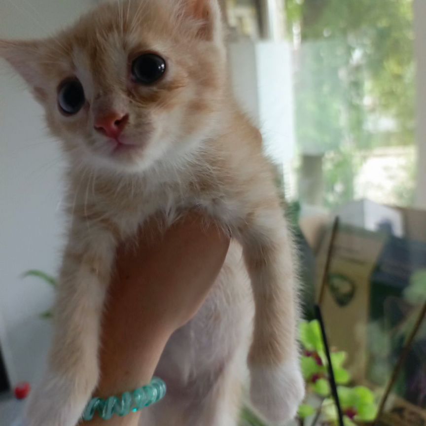 Милый котенок ищет дом