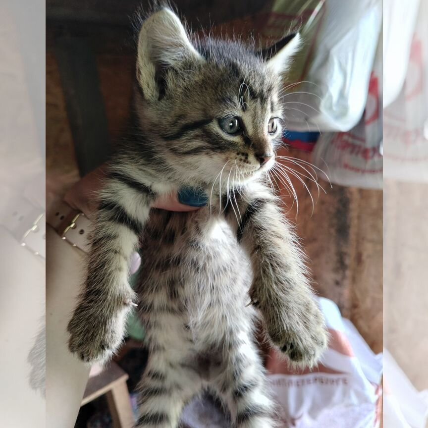 Котёнок в добрые руки