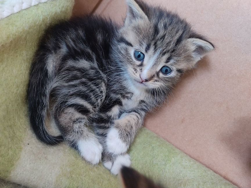 Отдам пушистиков в добрые руки