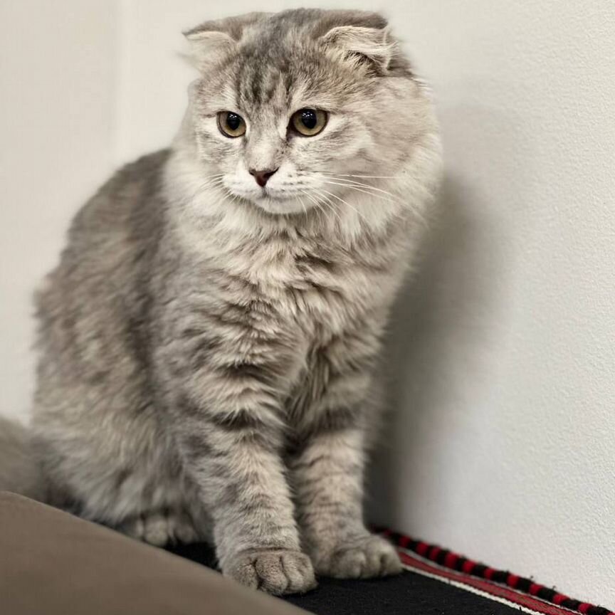 Шотландская вислоухая длинношёрстная, взрослая кошка