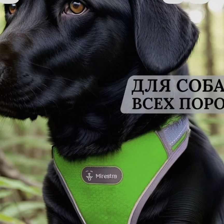 Шлейка для собаки