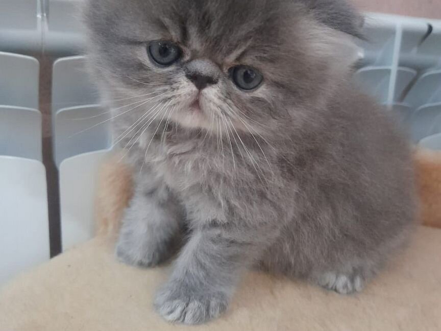 Персидские котята