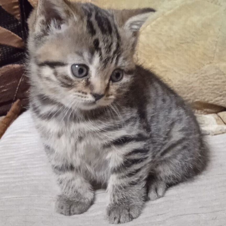 Шотландский вислоухий короткошёрстный котёнок