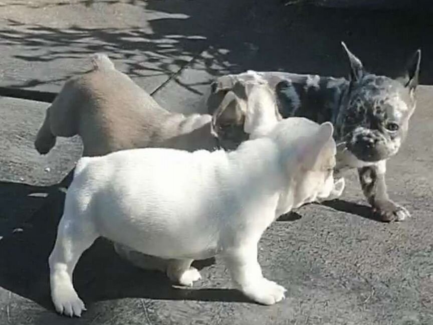 Французский бульдог