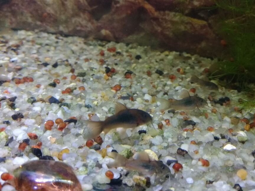 Сомики золотистые