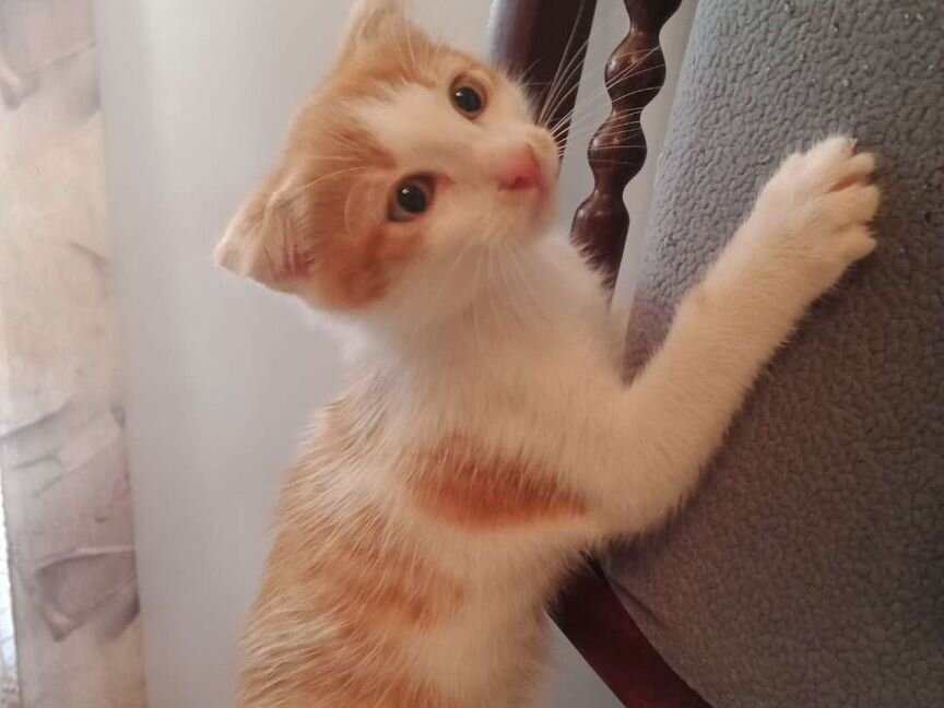 Котенок в дар