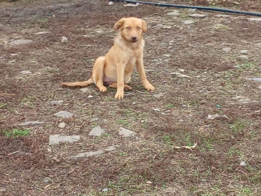 Собака Злата