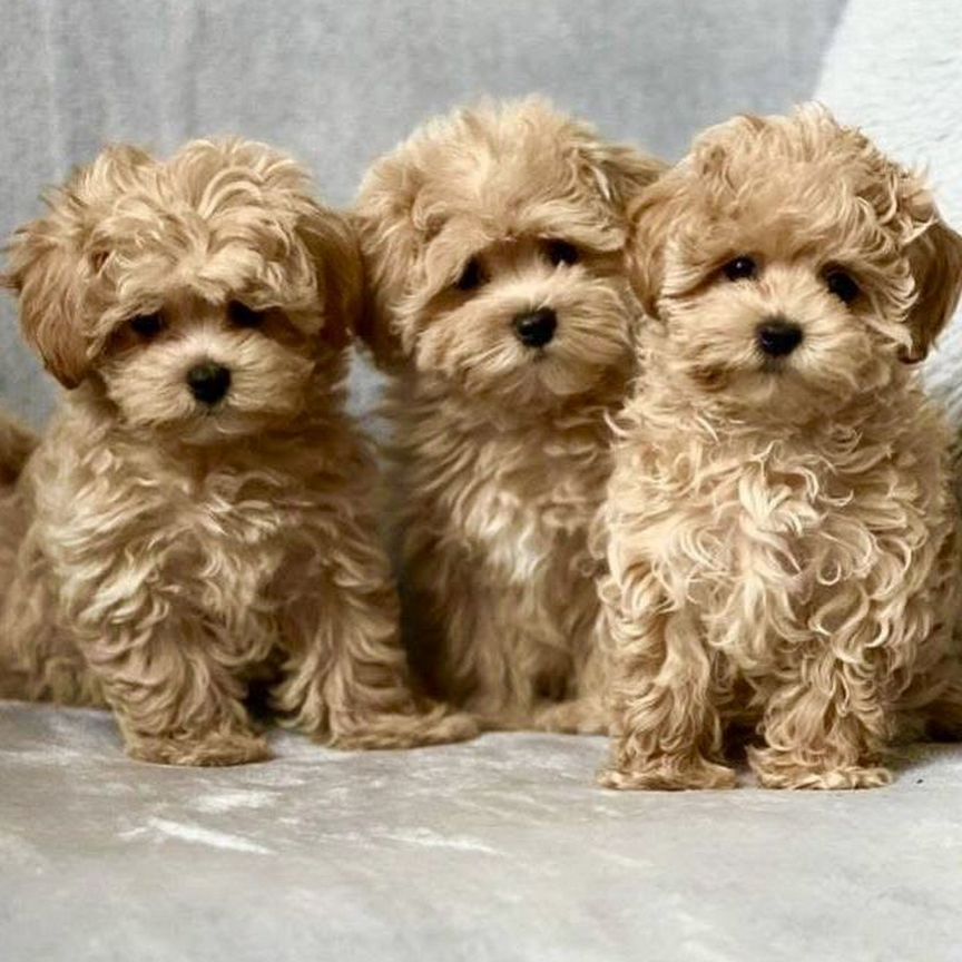 Мальтипу f1 мини baby face. Топовые щенки