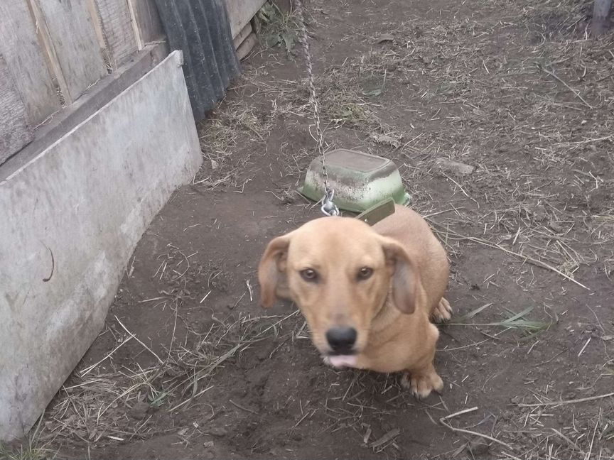 Собака в добрые руки отдам бесплатно