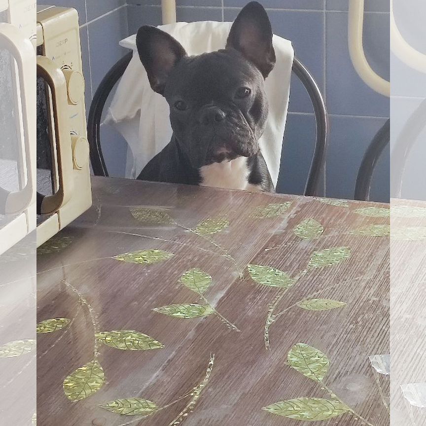 Французский бульдог, взрослая собака