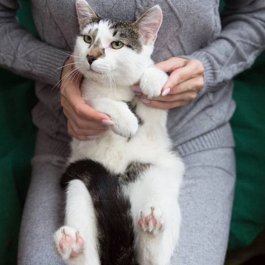 Котик 6 мес белый с серым