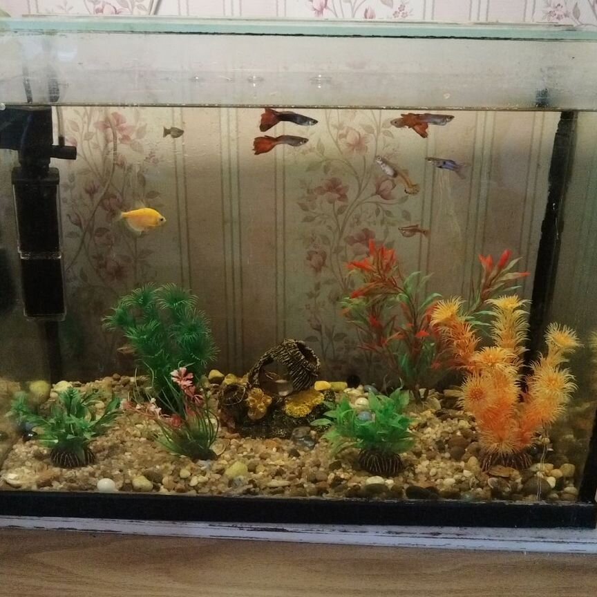 Отдам аквариум с рыбками
