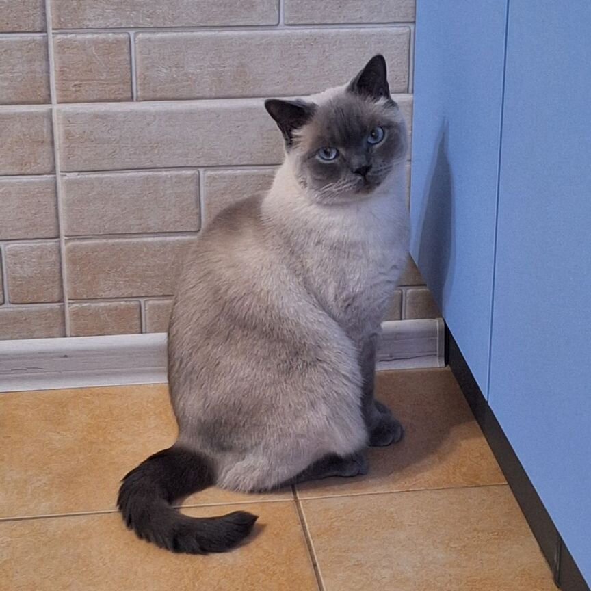 Кот