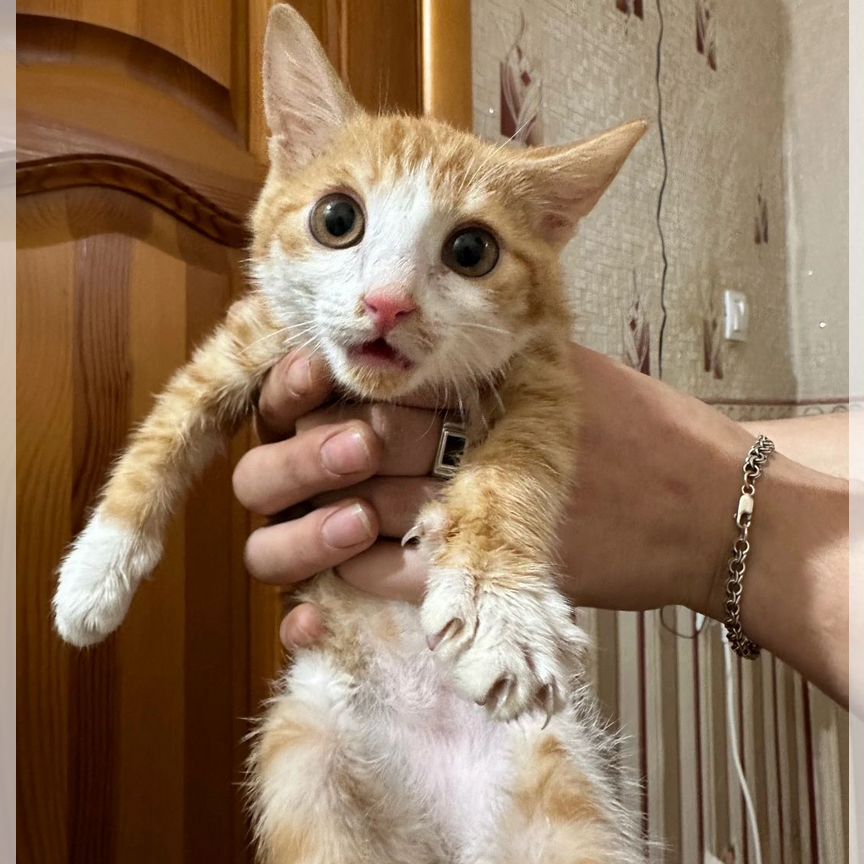 Котик, 2 месяца