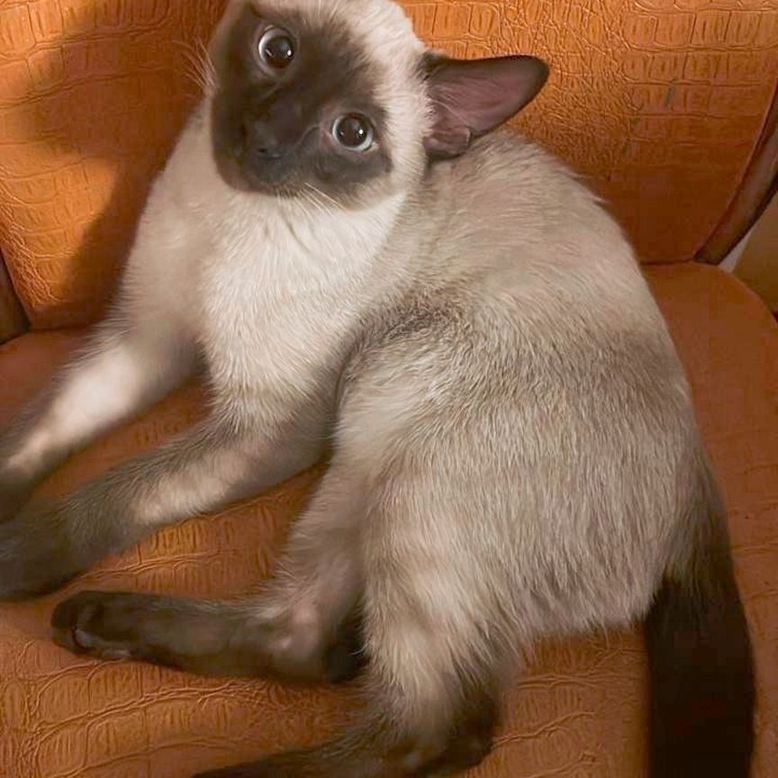 Сиамский котенок мальчик