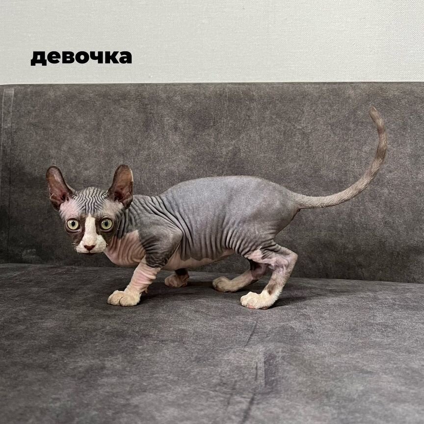 Канадский сфинкс эльф