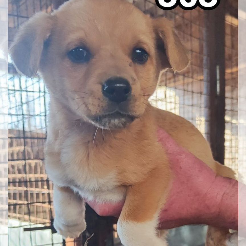 Щенок в добрые руки