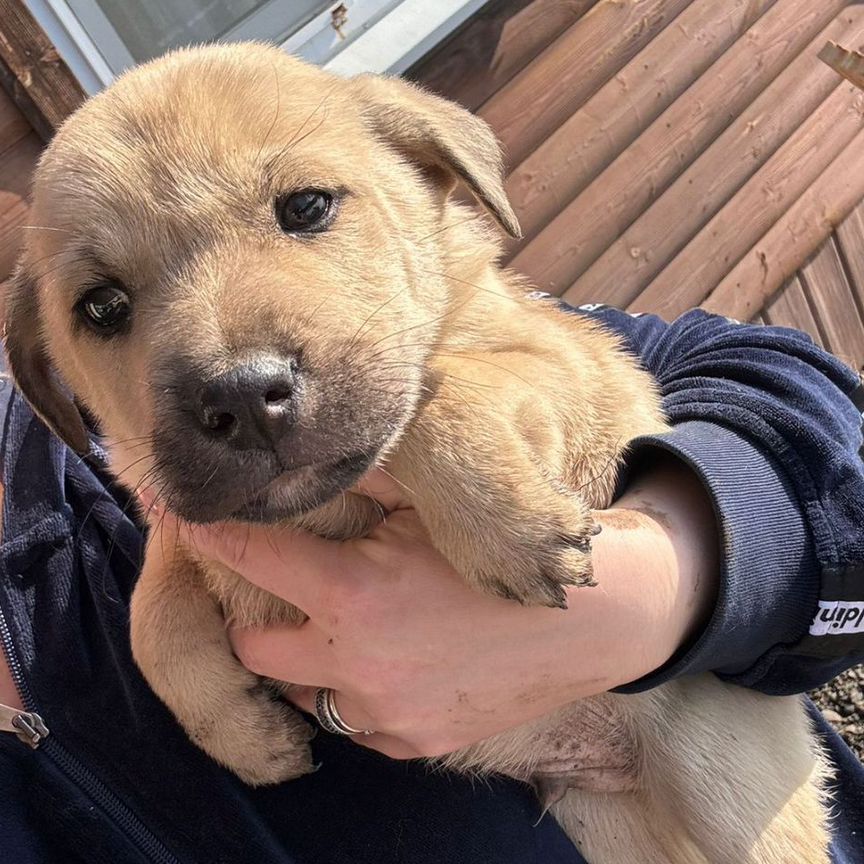 Собака в добрые руки отдам бесплатно