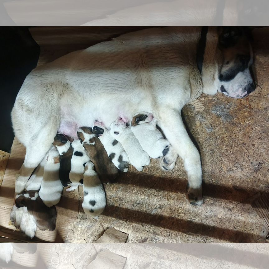 Среднеазиатская овчарка, щенок