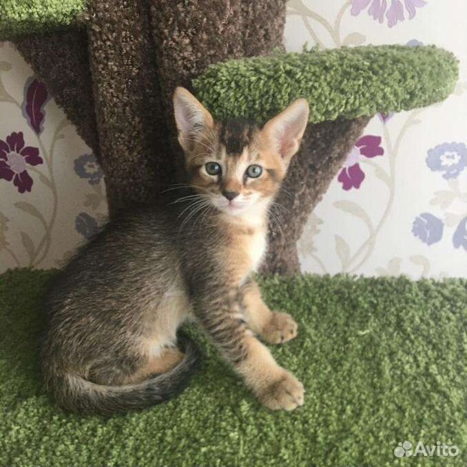 Продам котят породы чаузи ф3