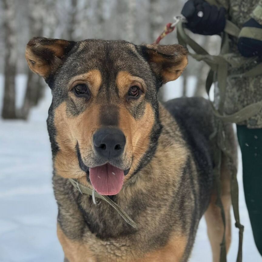 Взрослая собака в добрые руки