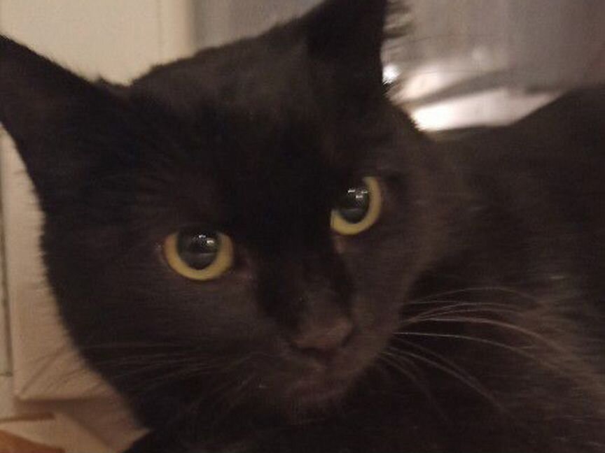 Кошка Карина