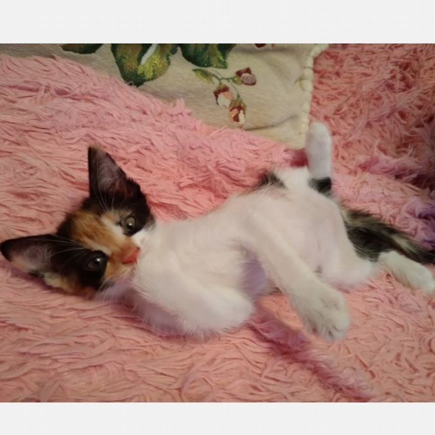 Отдам симпатичных котят в добрые руки