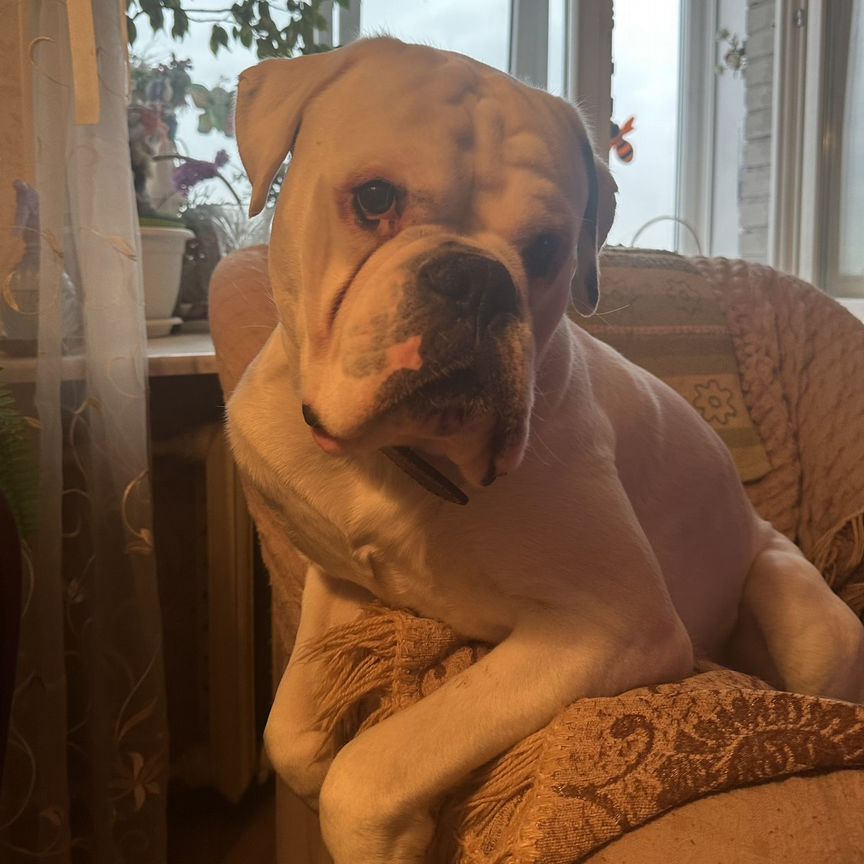 Отдам в добрые руки