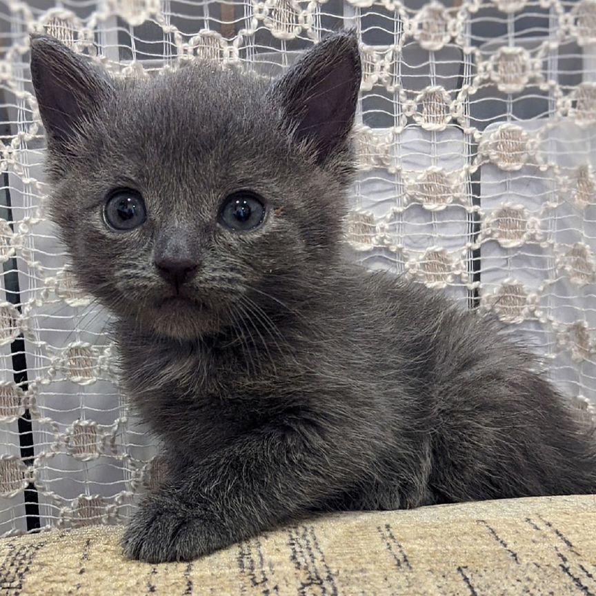 Котятки девочки