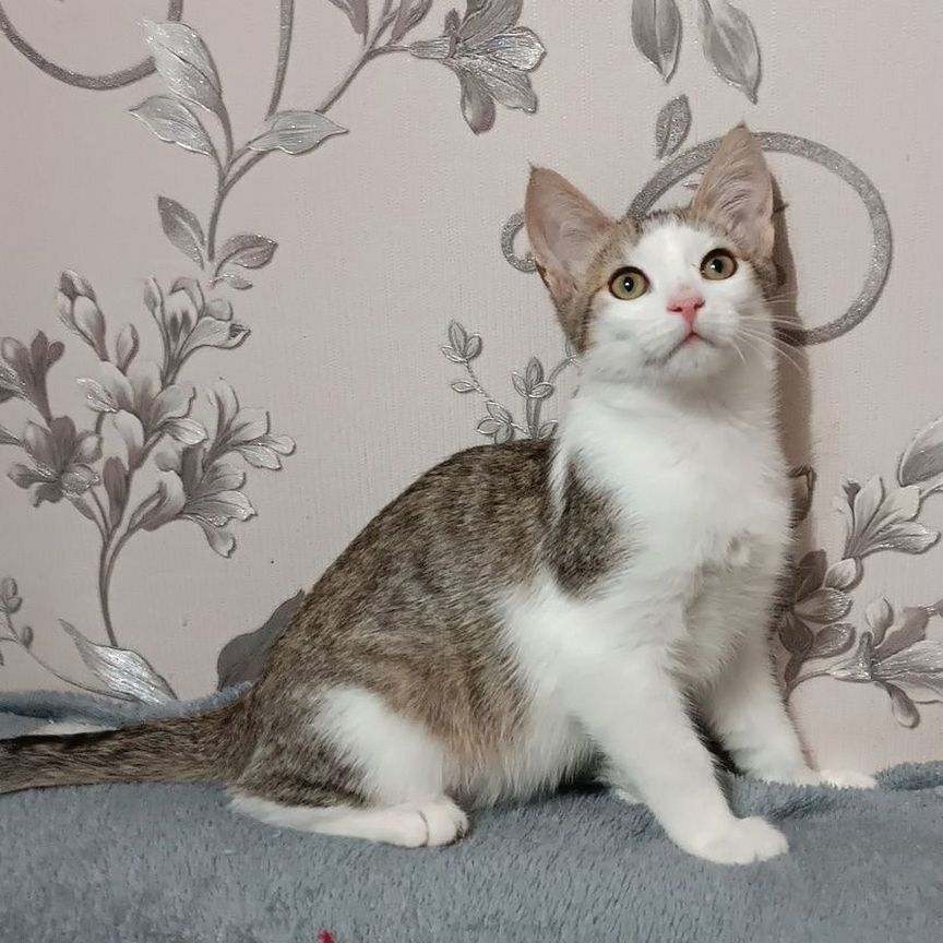 Котенок мальчик