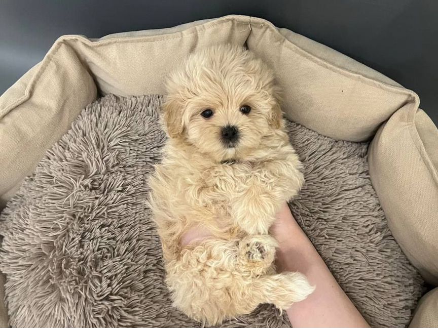 Мальтипу F1 mini