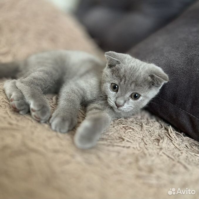 Котенок шотладский висоухий