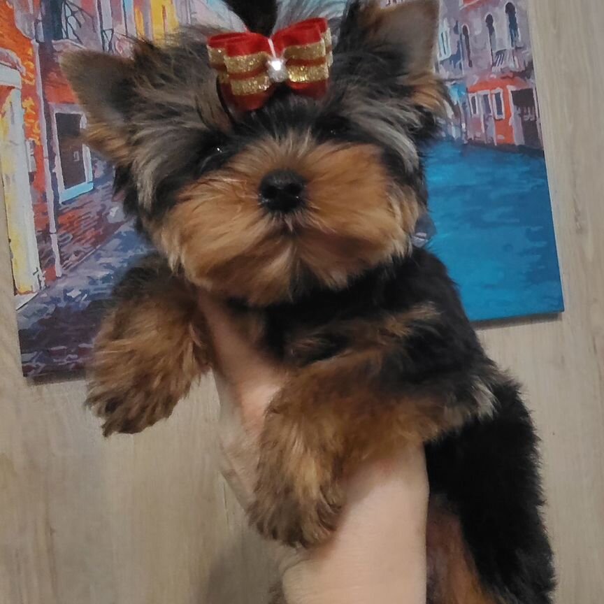 Йоркширский терьер, щенок