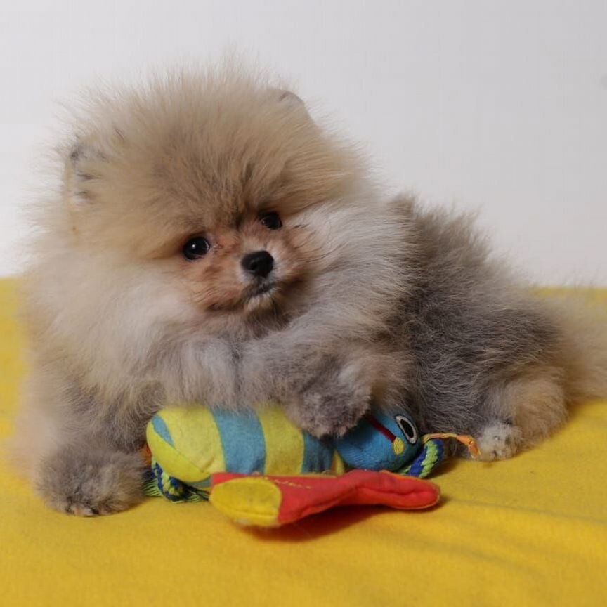 Померанский шпиц-очаровательная девочка
