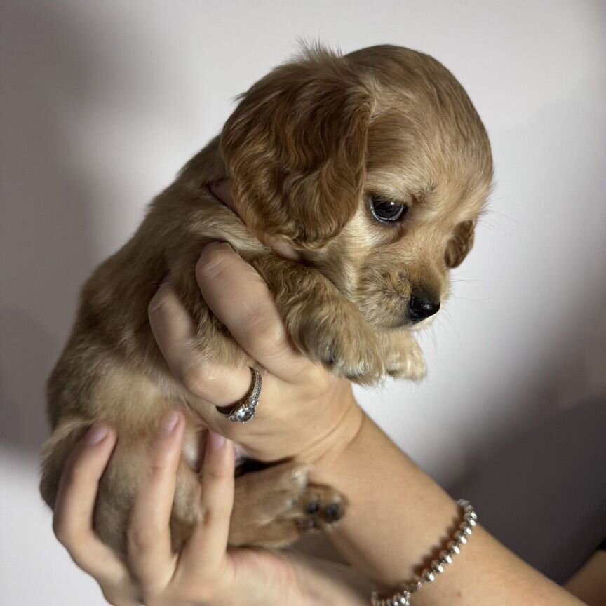 Щенки английского кокер спаниеля в добрые руки