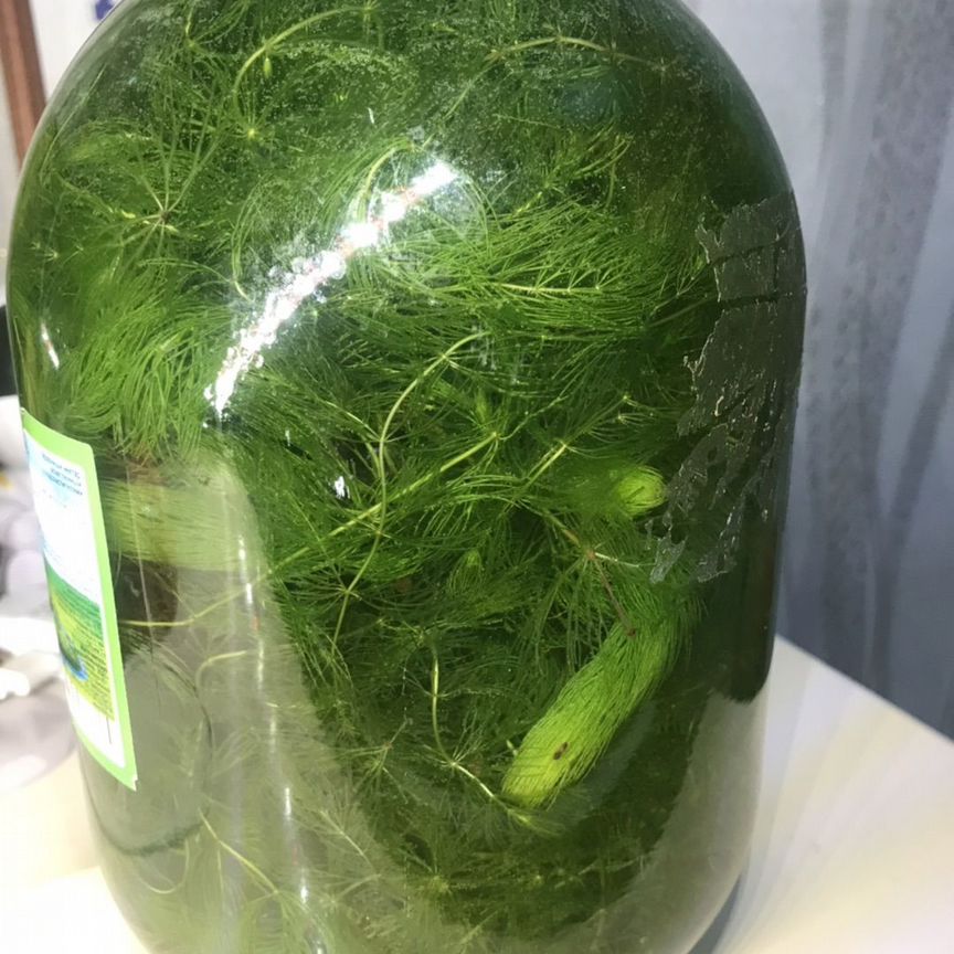 Водоросли для аквариума