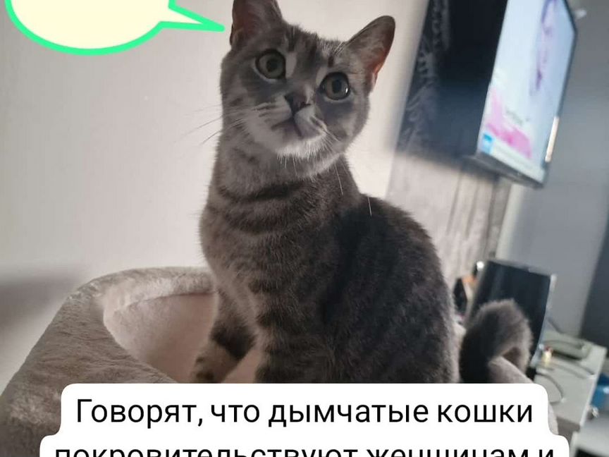 Малышка ищет самую любящую хозяйку