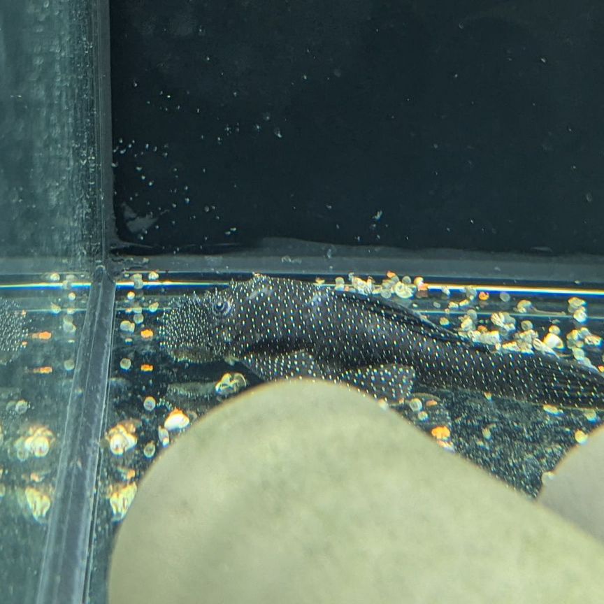 Анциструс L181 семья