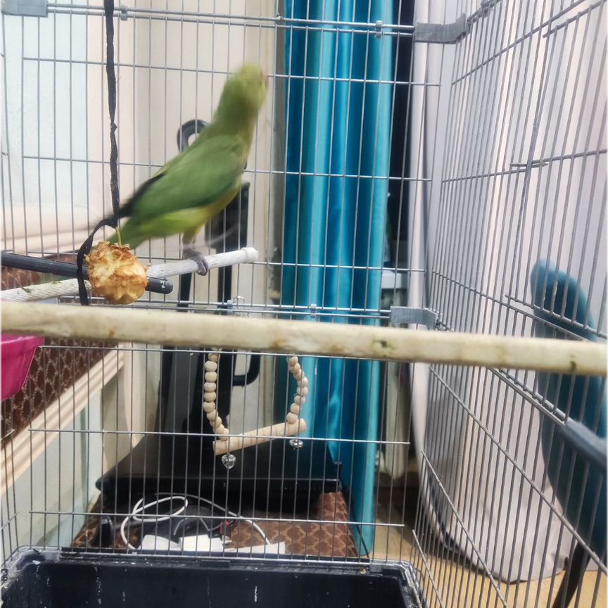 Ожереловый попугай