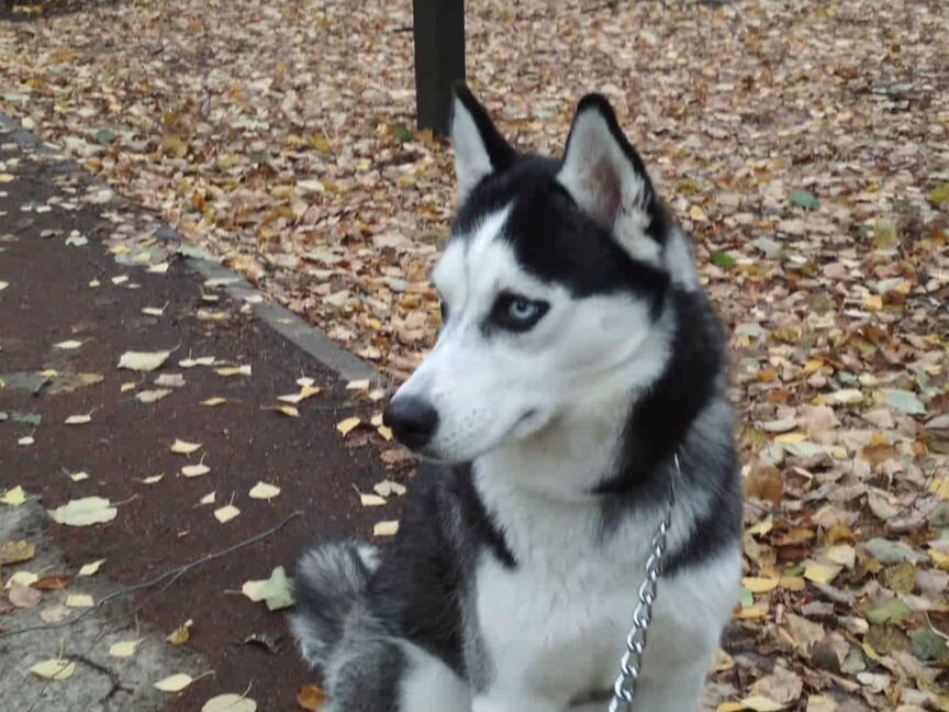 Сибирский хаски