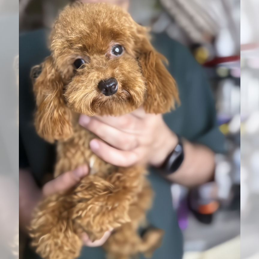 Той-пудель, взрослая собака