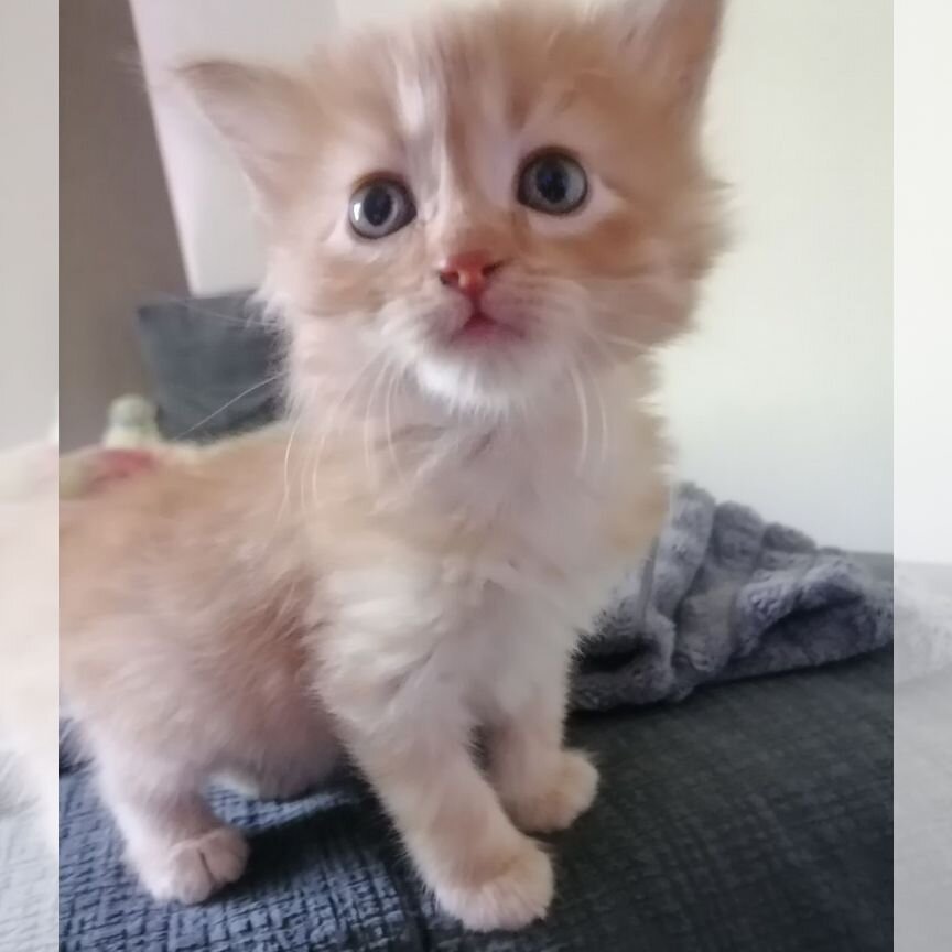 Котёнок в добрые руки
