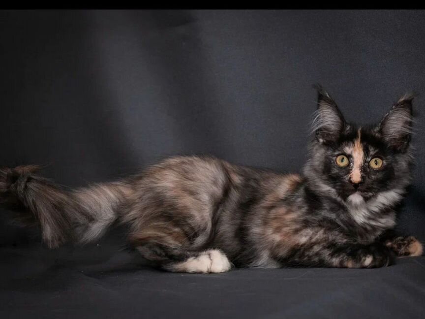 Котенок мейн-кун Афина