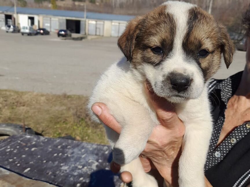 Карапуз ищет семью