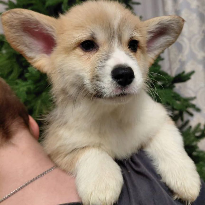 Вельш Корги Пемброк, щенок