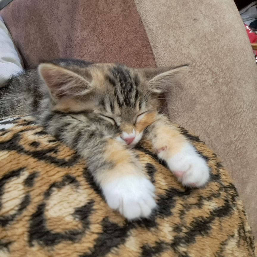 Котёнок бесплатно