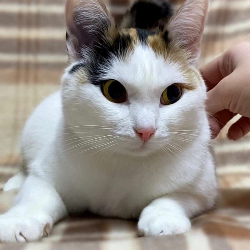 Котики в поисках семьи