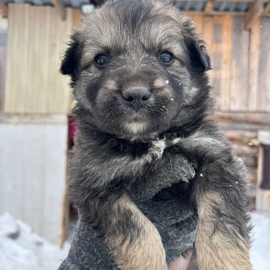 Щенку ищем дом