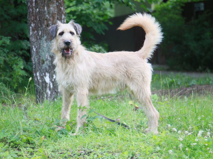 Пес-Босс станет вашим лучшим другом :)