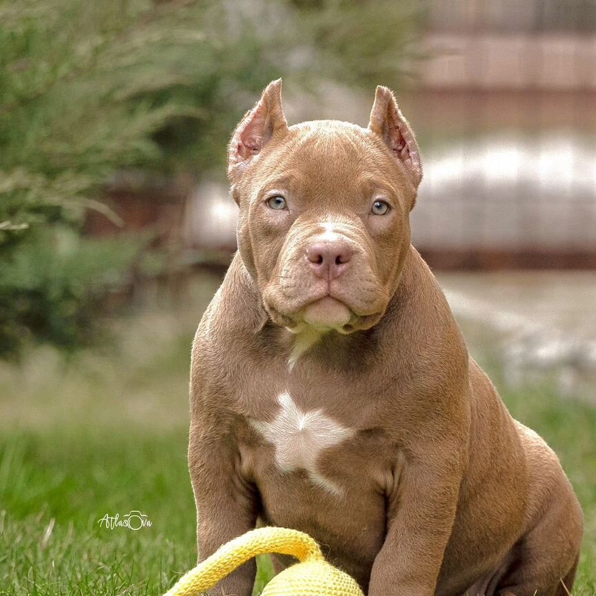 Американский булли щенки